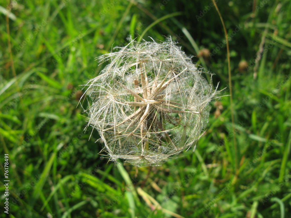 Aigrettes d'une fleur de pissenlit en gros plan (vue en plongée) Stock ...