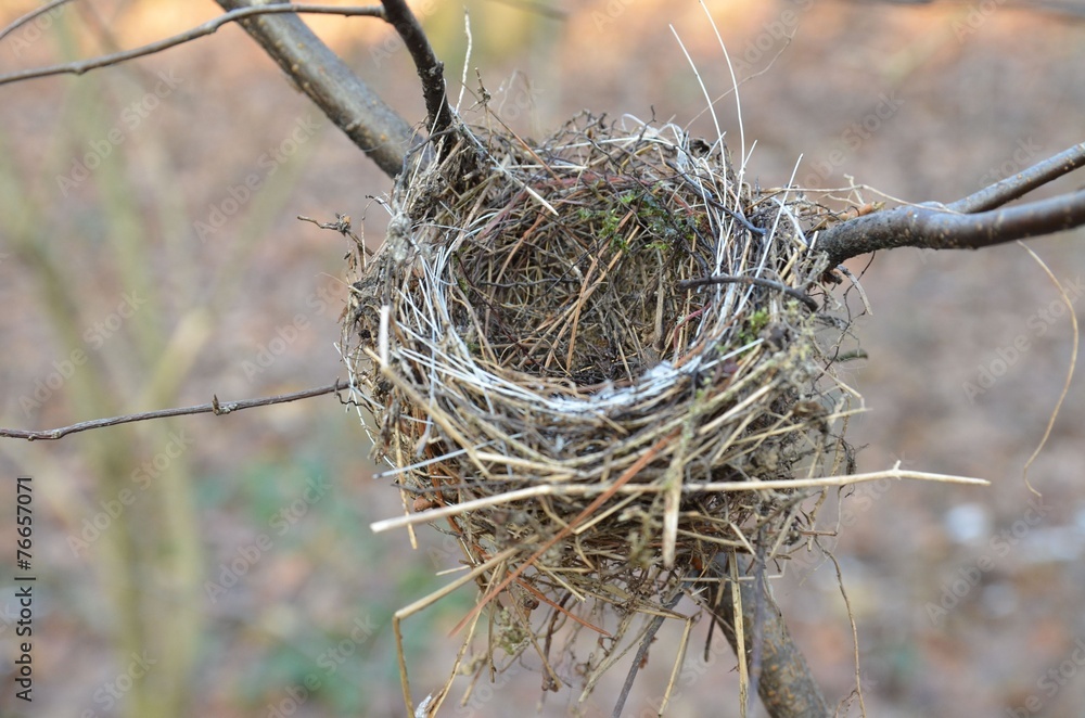 Vogelnest Im Baum Stock Foto „Vogelnest Im Baum“ | Adobe Stock