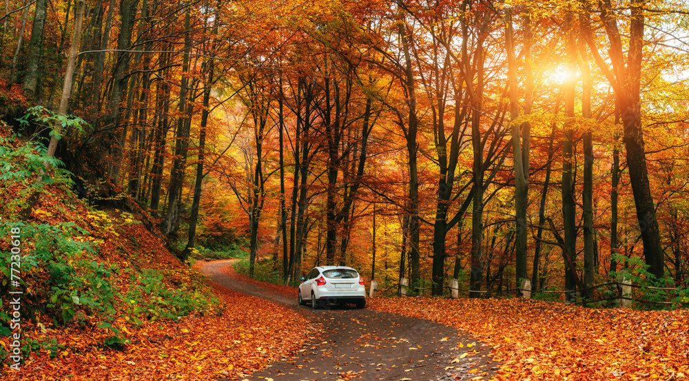 car on a forest path Stock Photo | Adobe Stock