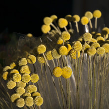 Yellow Billy Ball Flowers Free Stock Photo - Public Domain Pictures