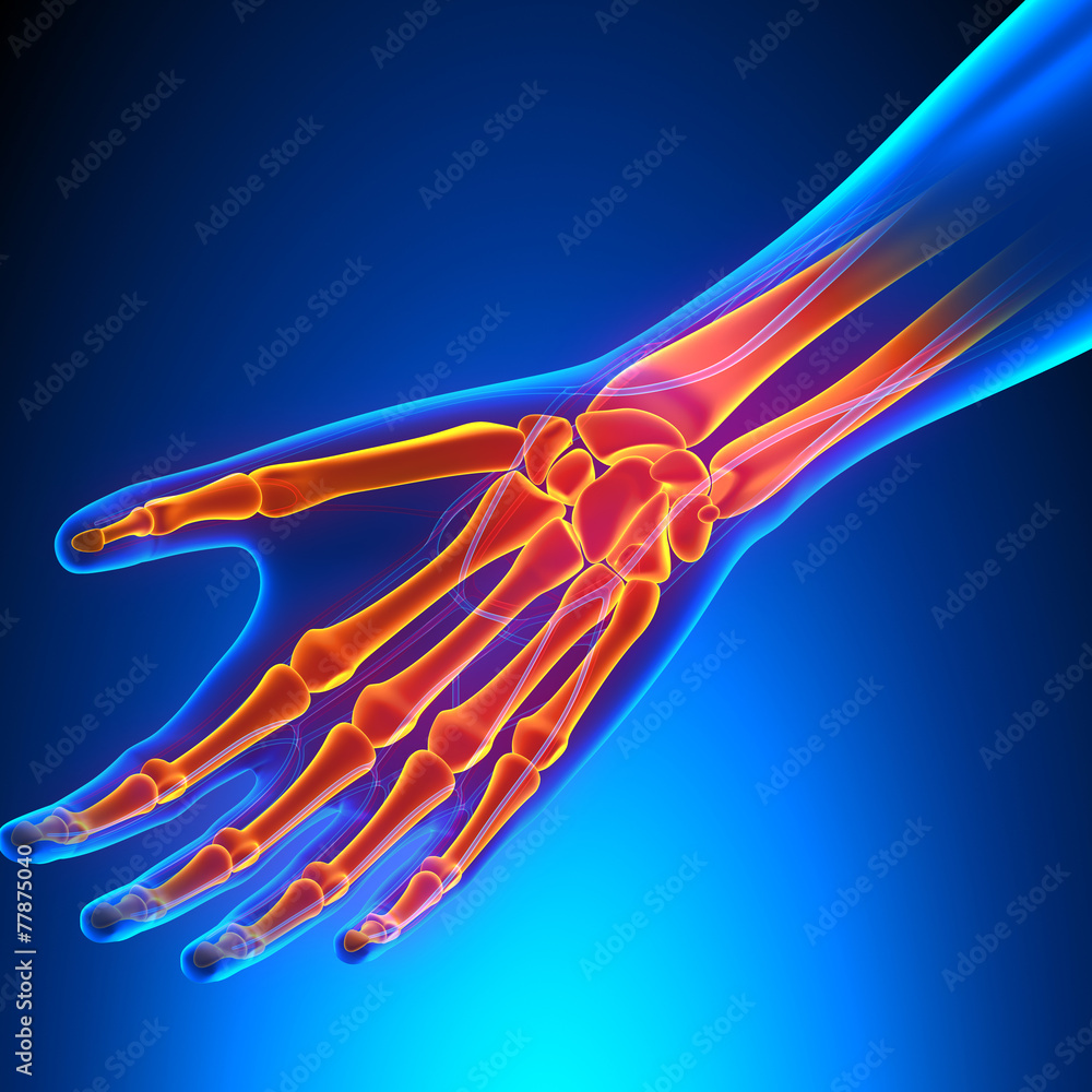 Wrist Anatomy with Circulatory System Stock Illustration | Adobe Stock