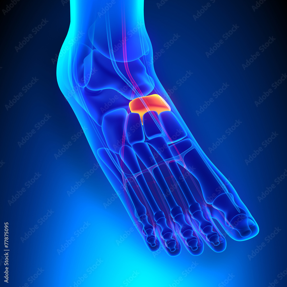 Navicular Bone Anatomy with Circulatory System Stock Illustration ...