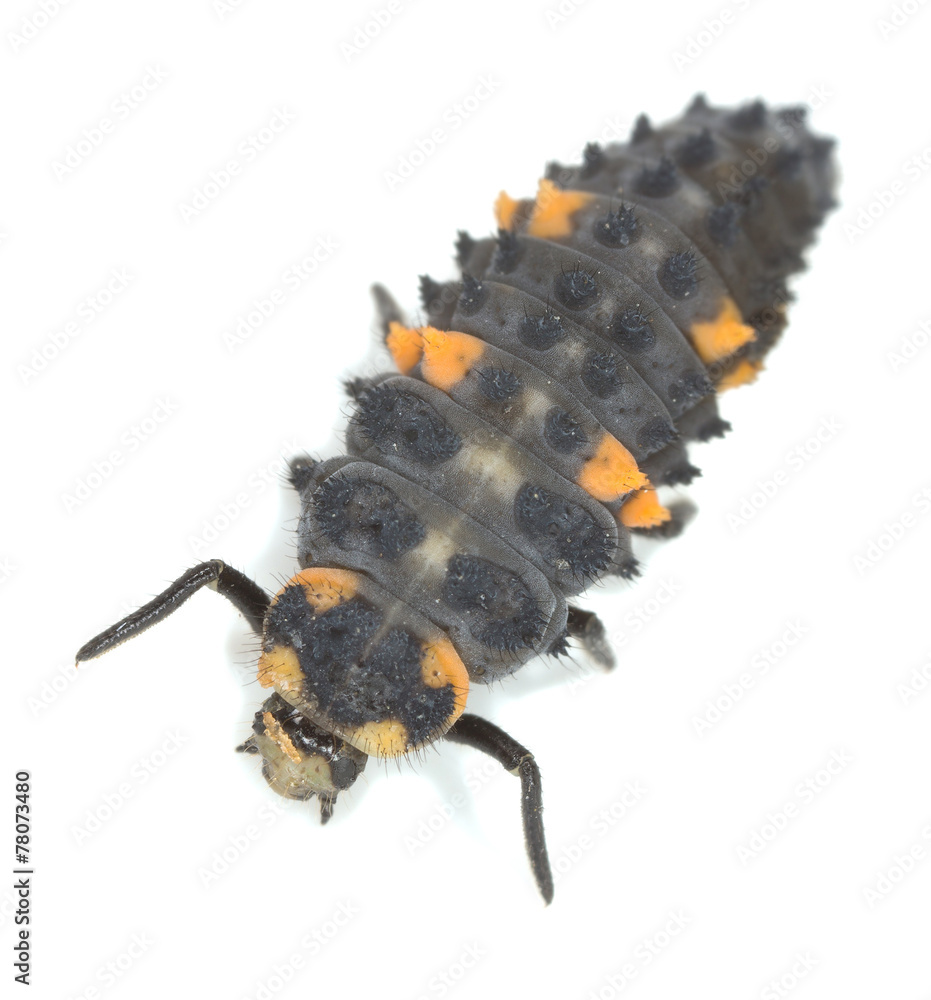 Ladybug larva isolated on white background Stock Photo | Adobe Stock