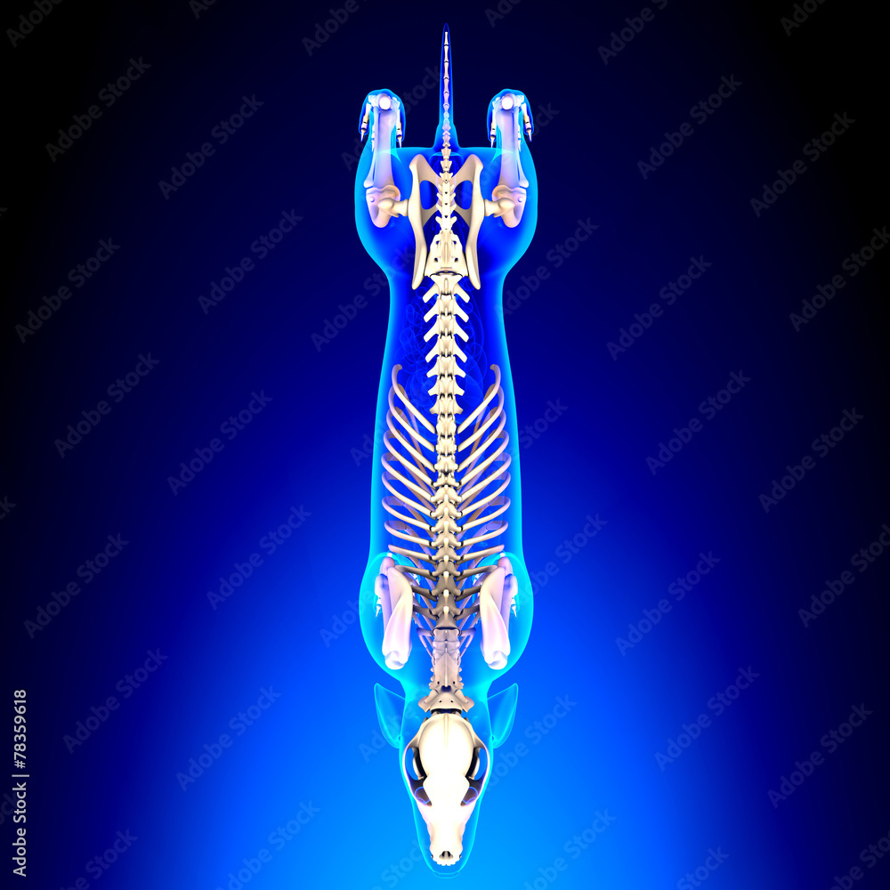 Dog Skeleton - Canis Lupus Familiaris Anatomy - top view Stock ...