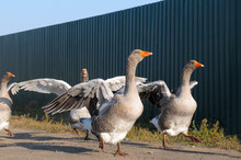 Grey Geese, Animal Farm, Ballito Free Stock Photo - Public Domain Pictures
