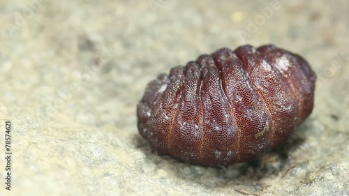 Stock Video of Larva of a rodent bot fly (Cuterebra sp.). at Adobe ...