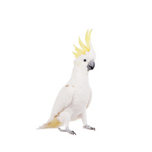 Cockatoo Looking At Camera Free Stock Photo - Public Domain Pictures