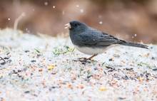 Dark-eyed Junco In Snow Free Stock Photo - Public Domain Pictures
