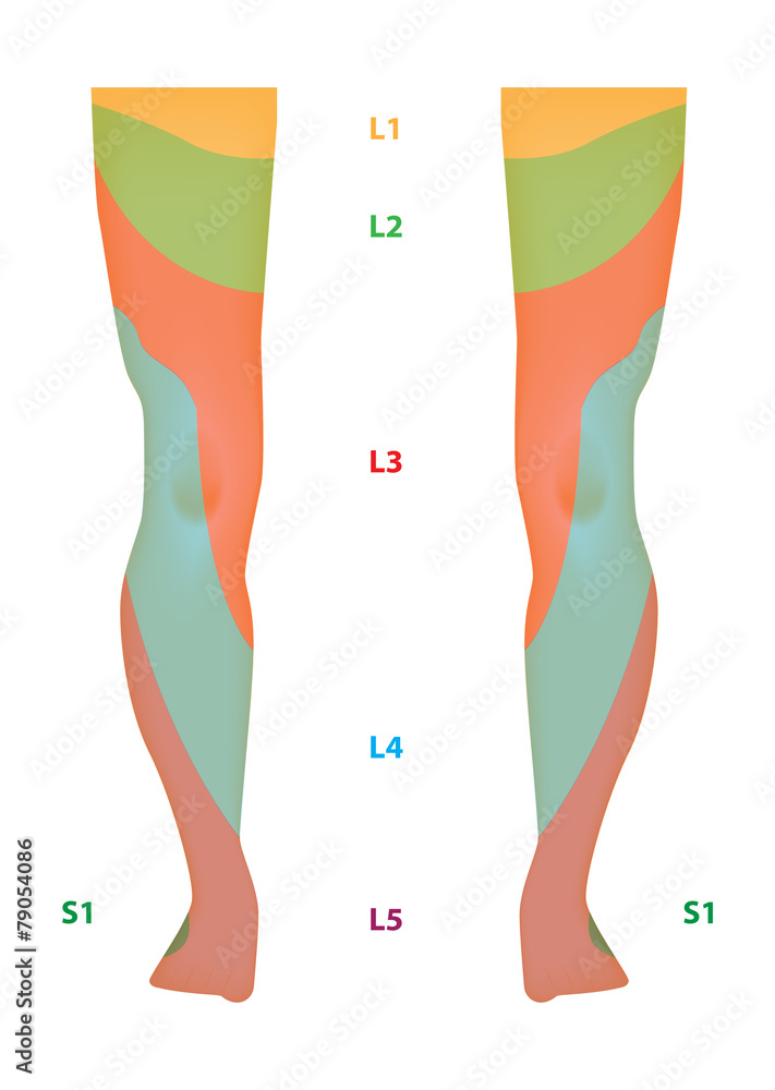 Ilustración de Stock Dermatome Map of the Lower Limb Labeled Diagram ...