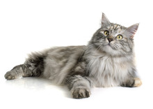 Maine Coon Cat Free Stock Photo - Public Domain Pictures