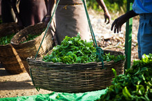 Tea Free Stock Photo - Public Domain Pictures