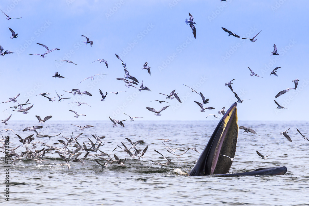 Bryde's whale, Eden's whale eating fish in the Gulf of Thailand. While ...