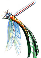 Dragonfly Thermometer Free Stock Photo - Public Domain Pictures