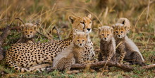 Cheetah And Cubs Free Stock Photo - Public Domain Pictures
