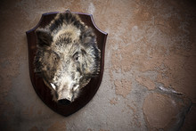 Dead Boar Free Stock Photo - Public Domain Pictures