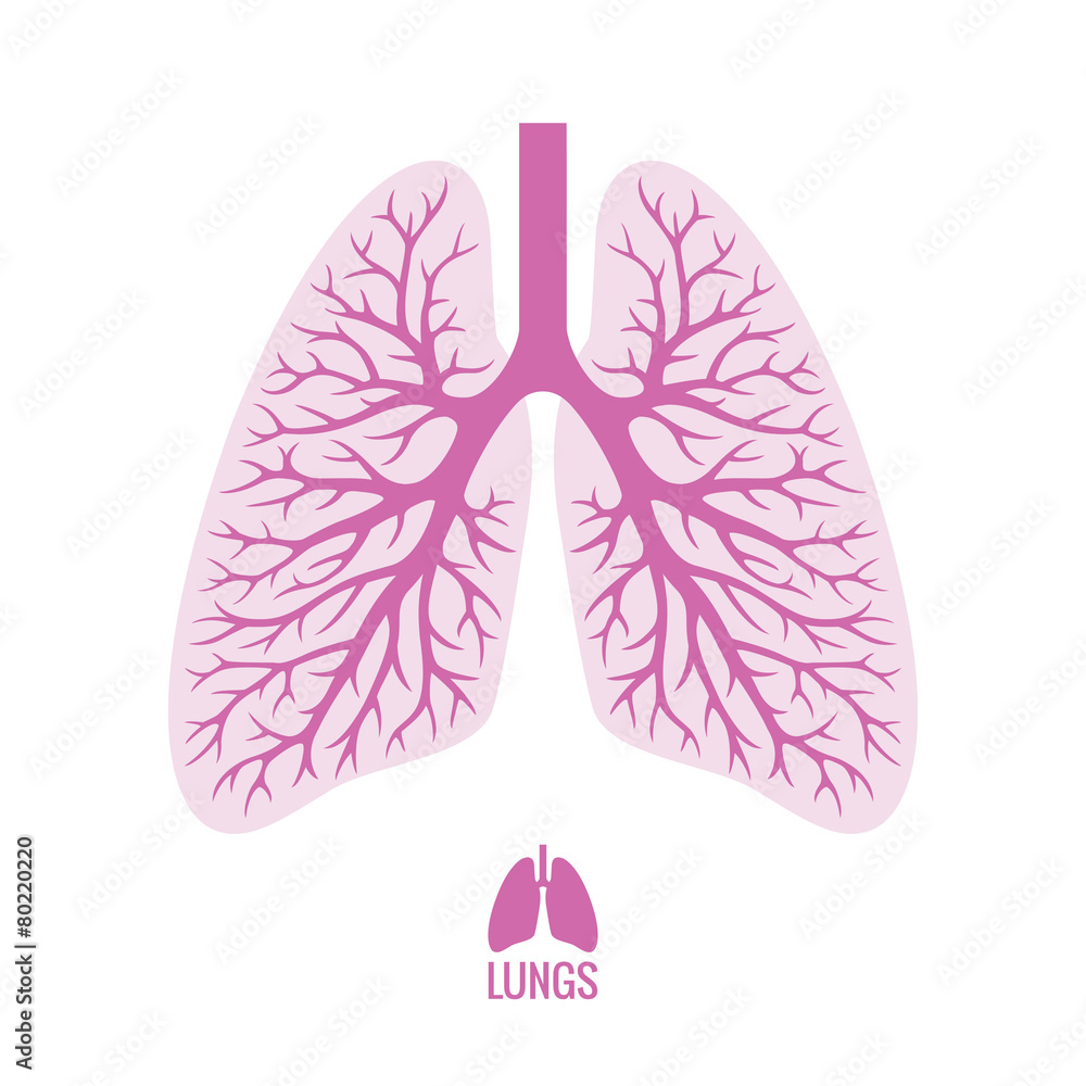 Human Lungs with Bronchial Tree Stock Vector | Adobe Stock