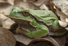 Spring Frog Free Stock Photo - Public Domain Pictures