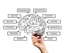 Brain Control Free Stock Photo - Public Domain Pictures