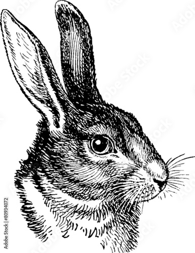 Vintage graphic rabbit head Stock Illustration | Adobe Stock