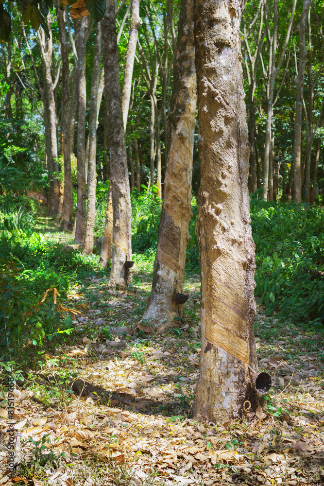 Rubber tree natural latex extraction. Hevea plants in Thailand Stock ...
