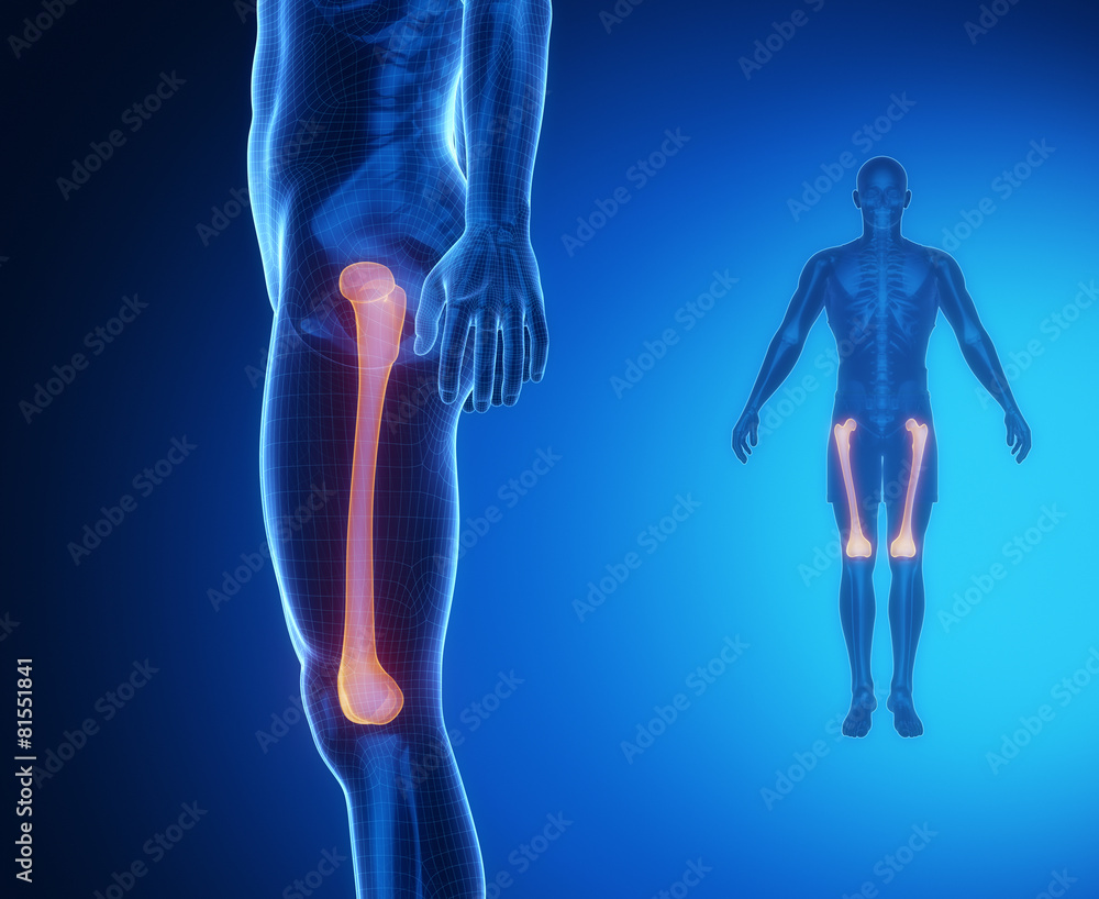 FEMUR bone anatomy x-ray scan 素材庫插圖 | Adobe Stock