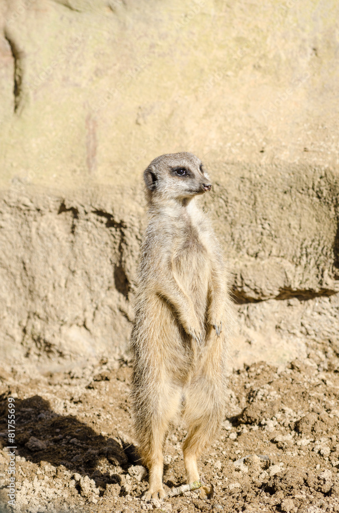 Profile Portrait on a Lone Short-Tailed Meerkat Standing to Atte Stock ...