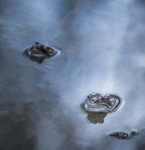 Guardian Frog Free Stock Photo - Public Domain Pictures