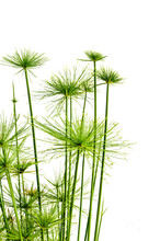 Papyrus Grass Free Stock Photo - Public Domain Pictures