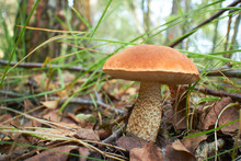 White Bolete Mushroom Free Stock Photo - Public Domain Pictures