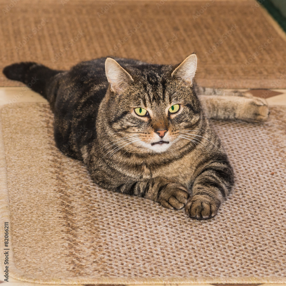 The Cat Sat On The Mat Stock Photo | Adobe Stock