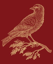 Vintage Clipart Linnet Birds Free Stock Photo - Public Domain Pictures