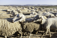 Sheep Butts Free Stock Photo - Public Domain Pictures