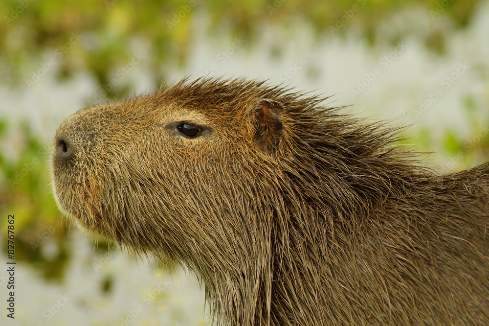 capibara form esteros Ibera argentina Stock Photo | Adobe Stock