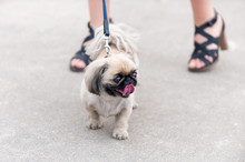 Pug Dog And Shoes Free Stock Photo - Public Domain Pictures