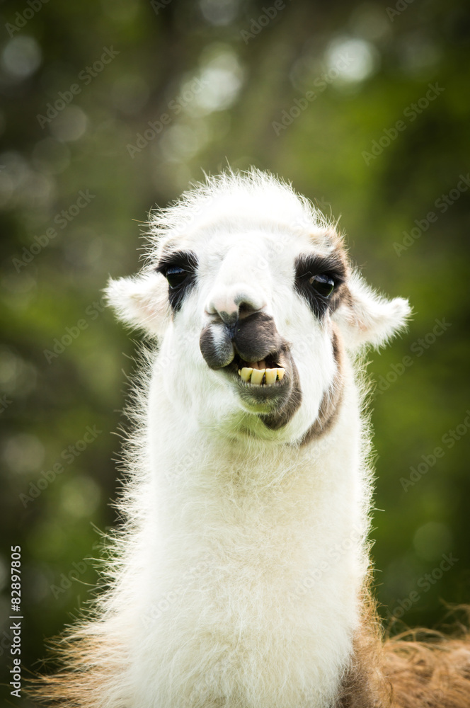 Lustige Lama Bilder