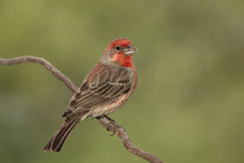Red Headed House Finch Free Stock Photo - Public Domain Pictures