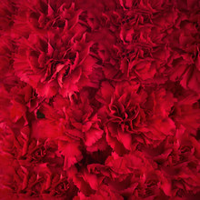 Single Red Carnation Free Stock Photo - Public Domain Pictures