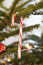 Candy Striped Christmas Tree Free Stock Photo - Public Domain Pictures