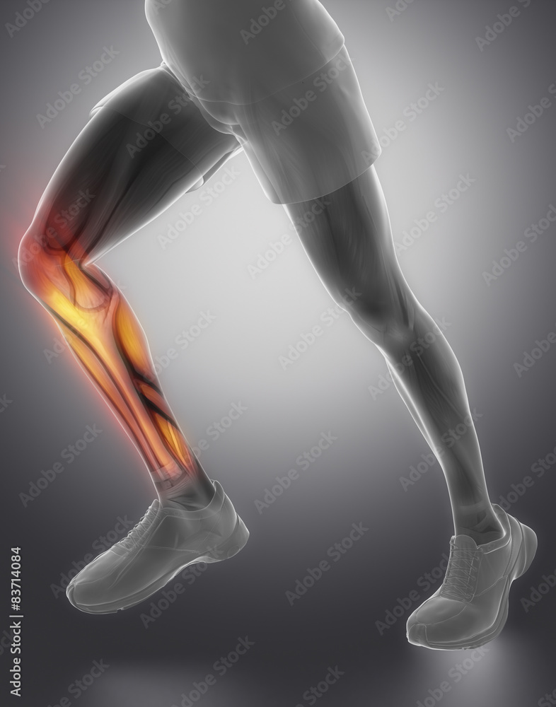 Calves muscle anatomy Stock Illustration | Adobe Stock