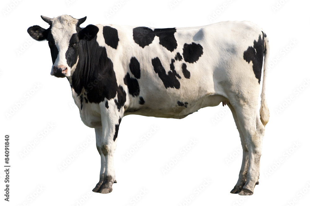 cow isolated Stock Photo | Adobe Stock