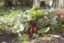 Wild Rhubarb Free Stock Photo - Public Domain Pictures