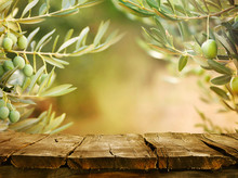 Wild Olive Tree Free Stock Photo - Public Domain Pictures