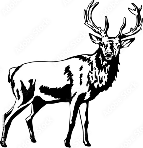 Hirsch Stock Vector | Adobe Stock