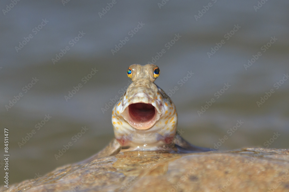 Rockskipper or Mudskipper fish. These amphibious fish can walk on land ...