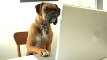 Dog Using Laptop Computer Free Stock Photo - Public Domain Pictures