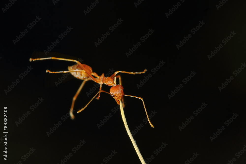 Ants are insects of the Hymenoptera family Formicidae ants nest ...