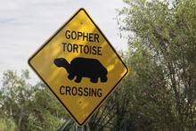 Gopher Tortoise Sign Free Stock Photo - Public Domain Pictures