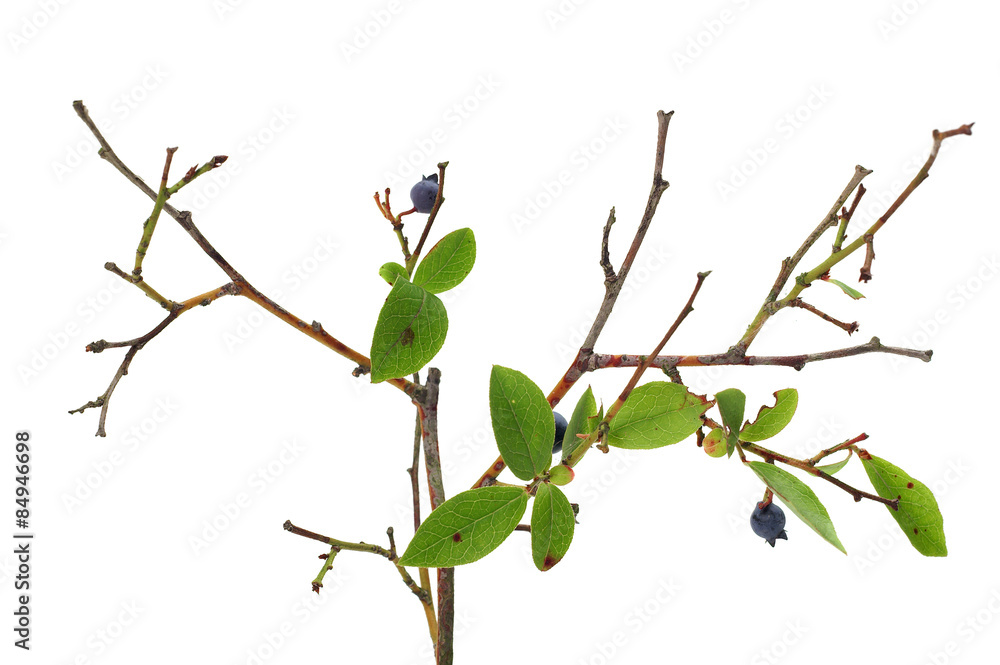 Blueberry Anthracnose - Colletotrichum gloeosporioides Stock Photo ...