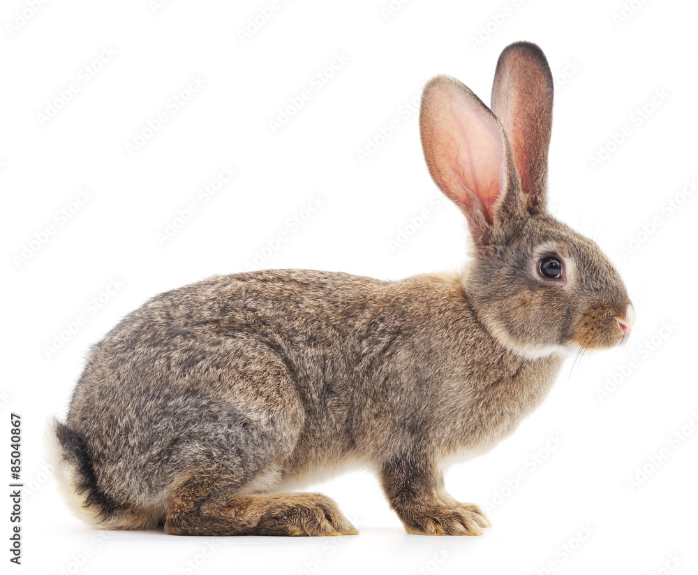 Brown rabbit. Stock Photo | Adobe Stock