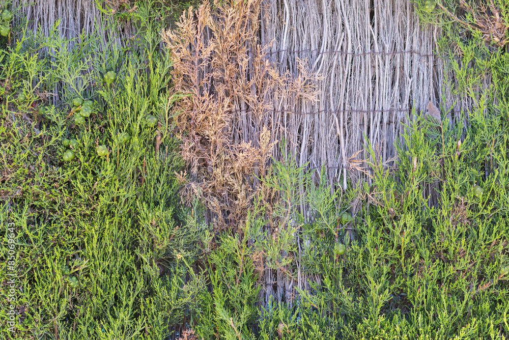 Textura vegetal. Stock Photo | Adobe Stock